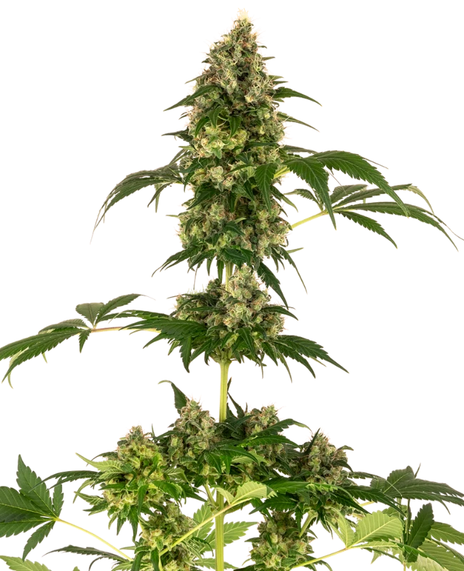 Cobalt Haze Fem 3 Semillas Sensi Seeds | Store